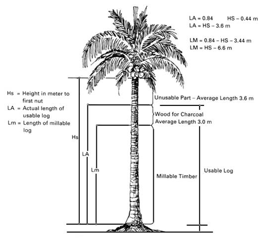 Anatomy Of A Coconut
